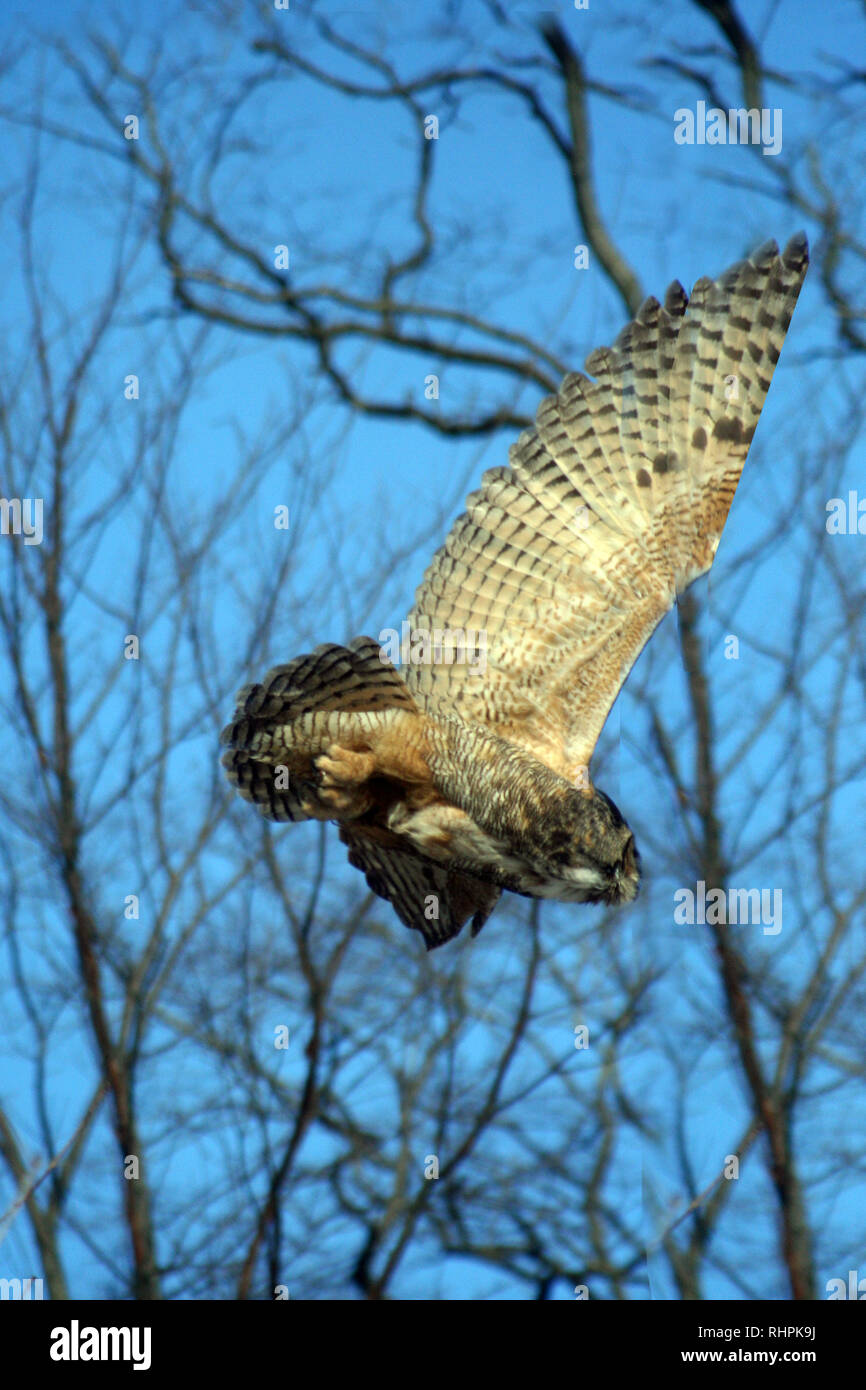Great Horned owl in flight Stock Photo - Alamy