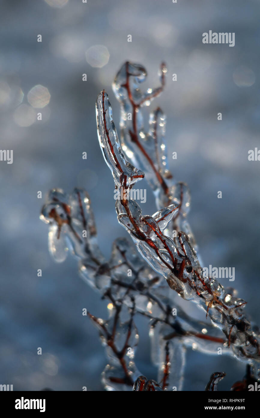 After the Freezing rain storm Stock Photo - Alamy