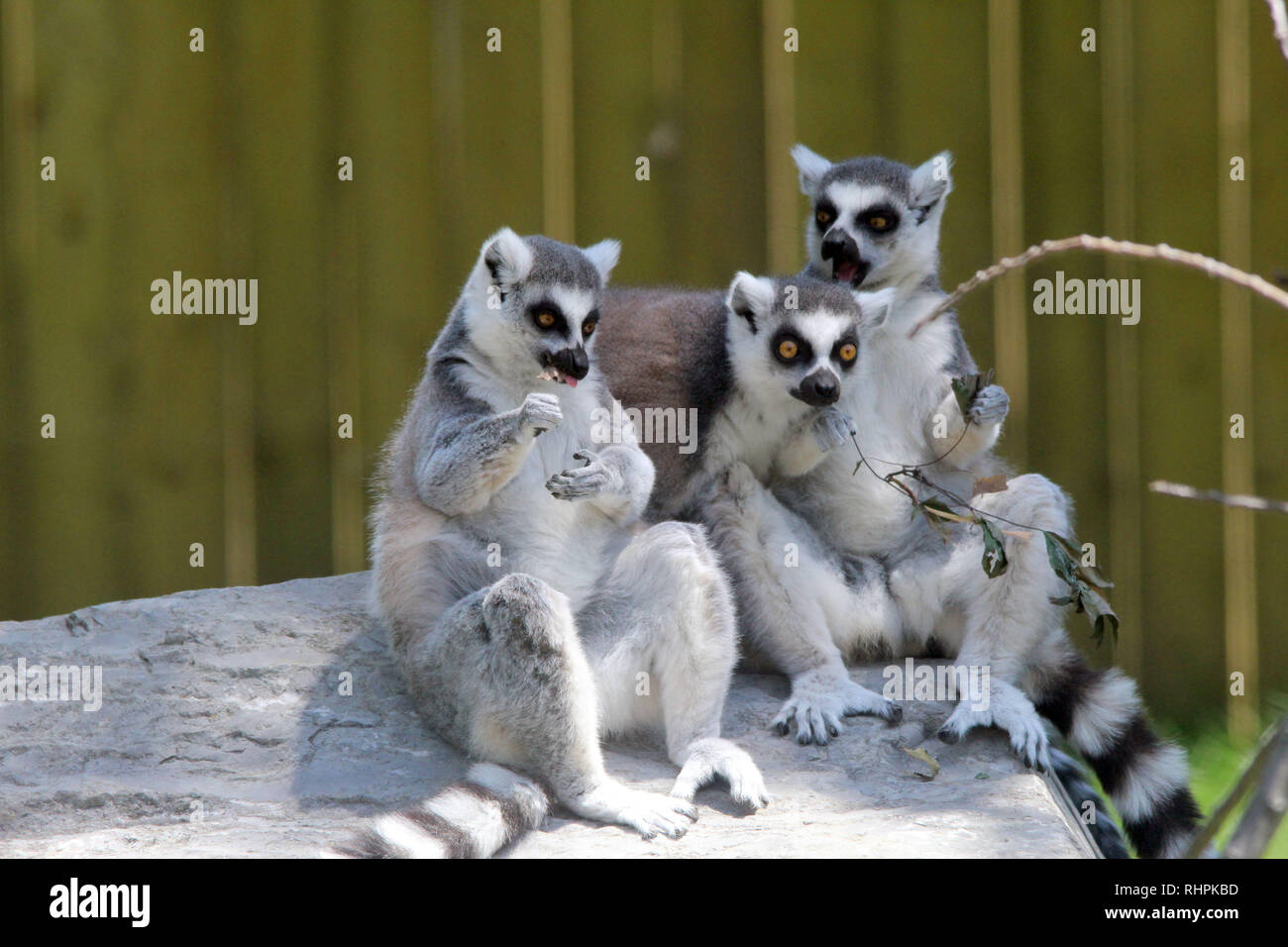 Rng Tailed Lemur exhibit Stock Photo - Alamy
