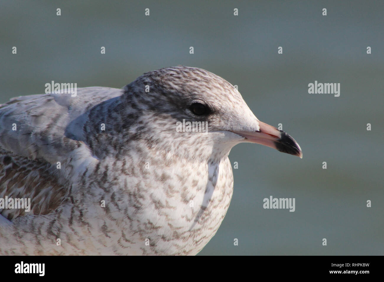 Ring Billed Seagull at Lake Ontario Stock Photo - Alamy
