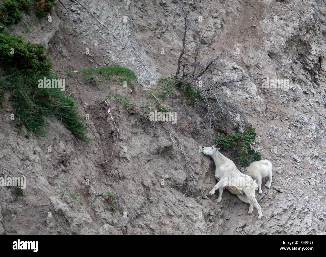 Goats climbing hi-res stock photography and images - Alamy