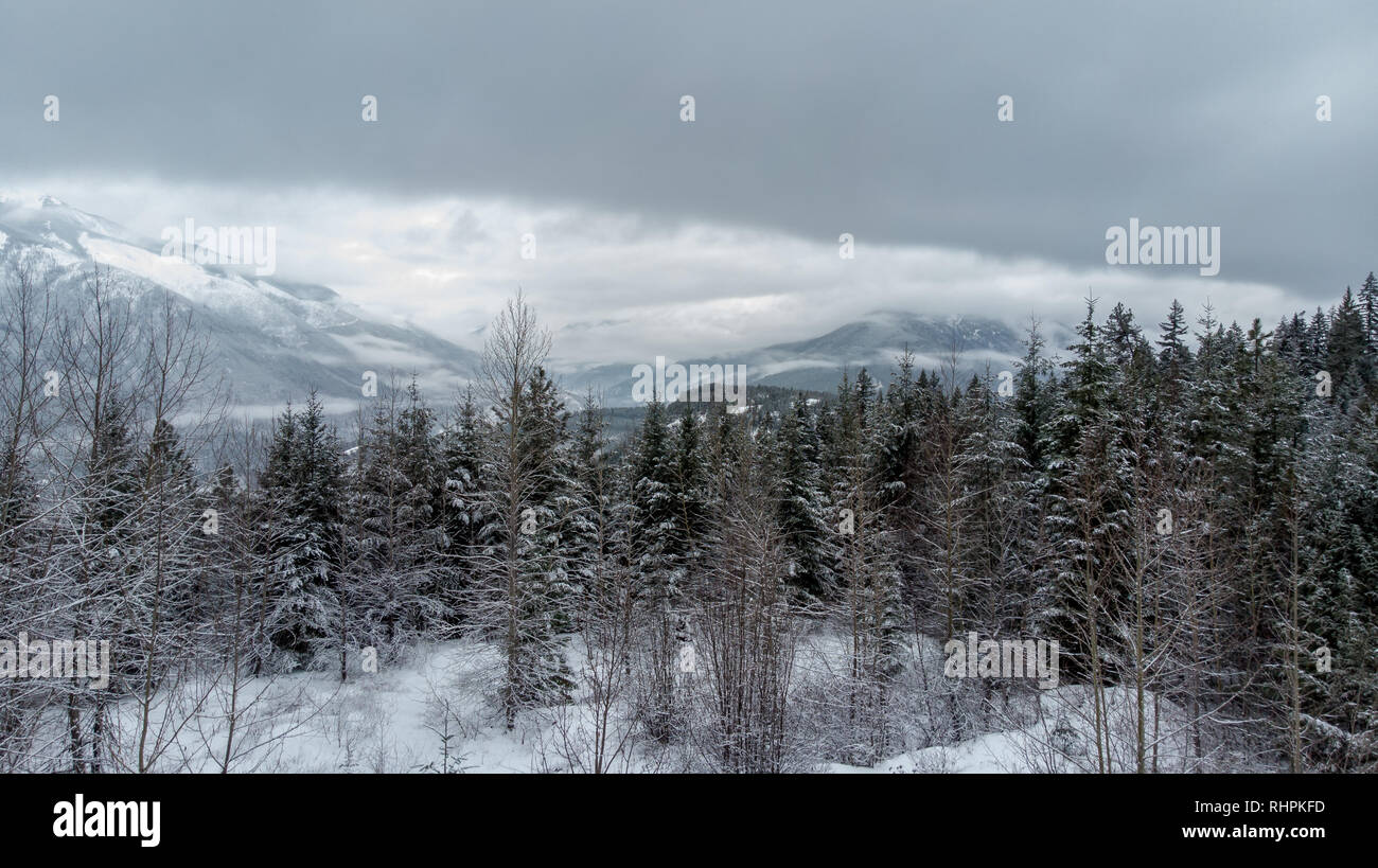 Aerial forest british columbia hi-res stock photography and images - Alamy