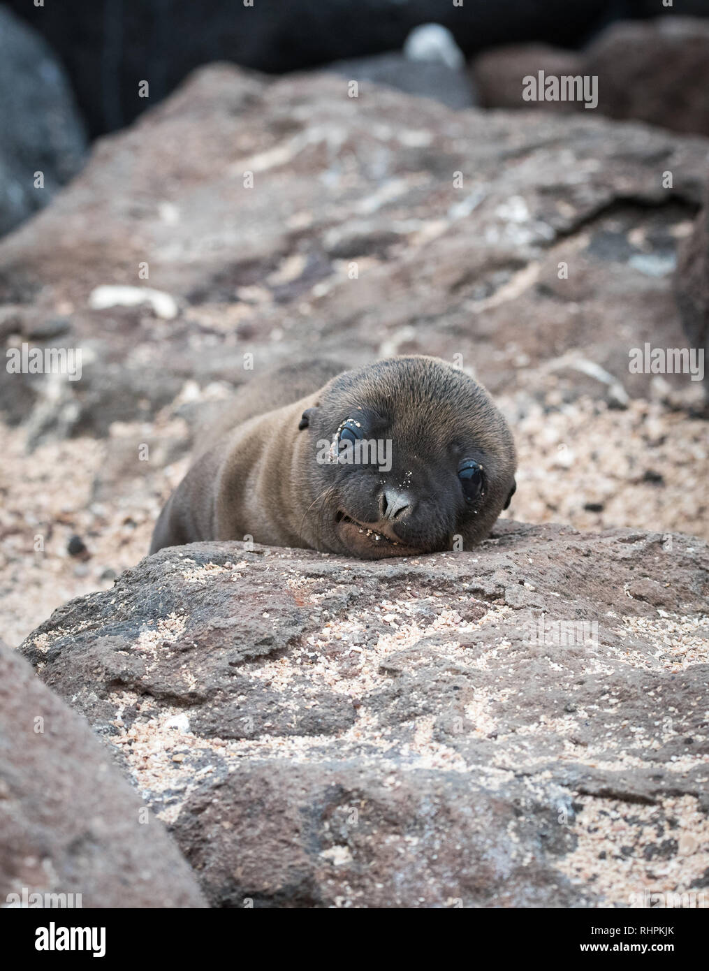 Sea Lion Cub in Galapagos Stock Photo - Alamy