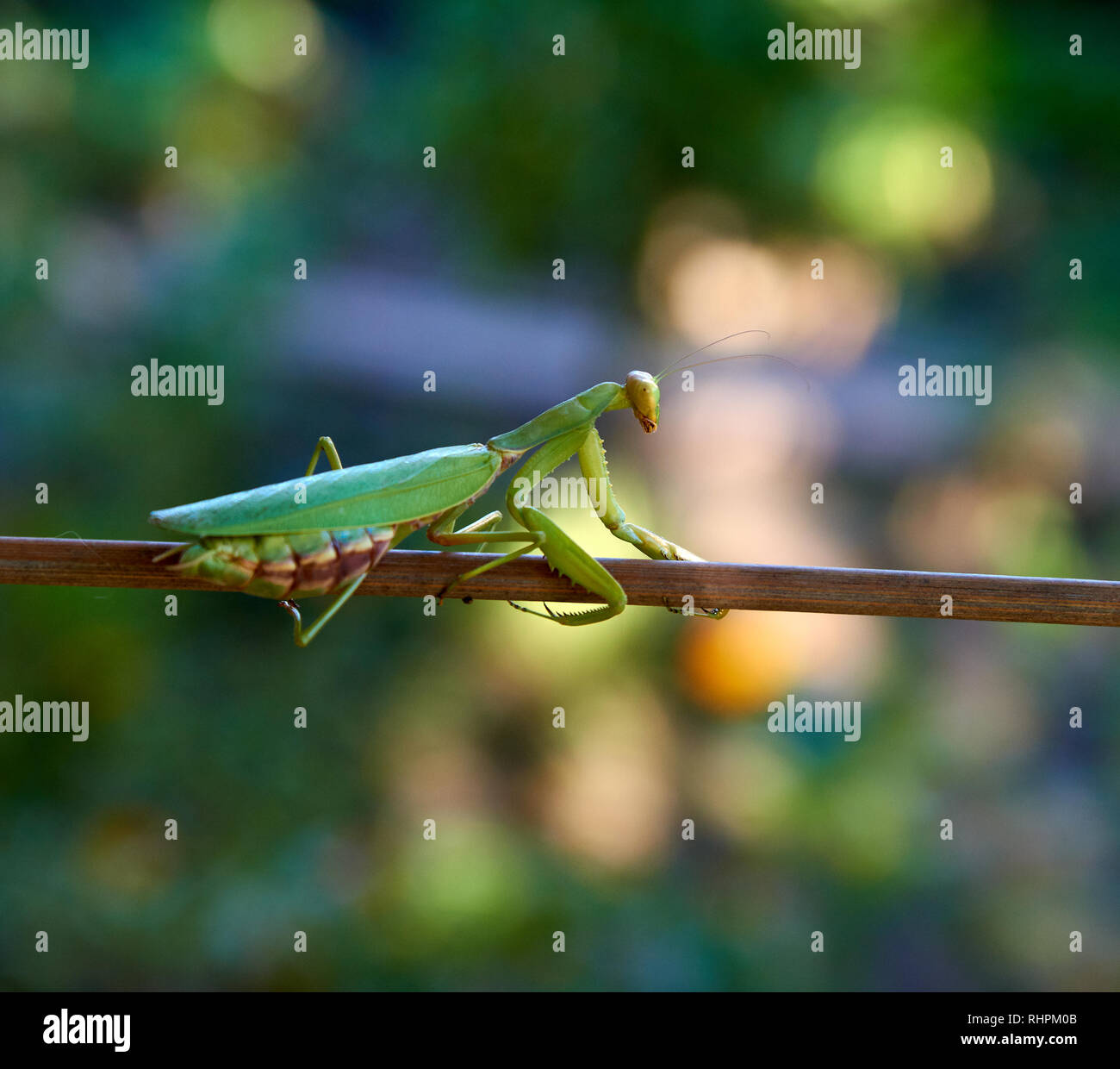 green big mantis crawling up the stick, blurred green background with ...