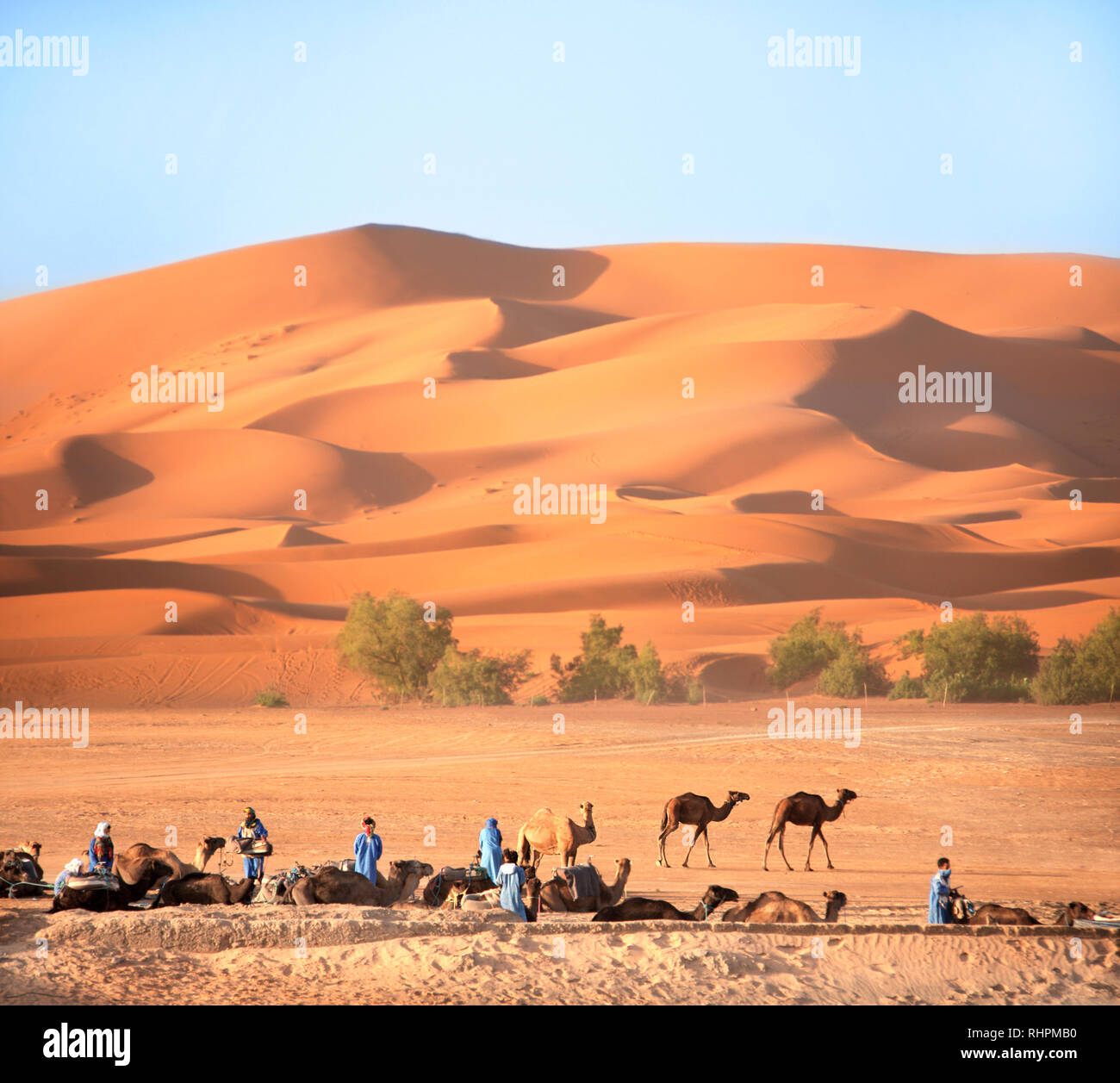 Berbers in traditional clothing and resting camels in Sahara desert ...