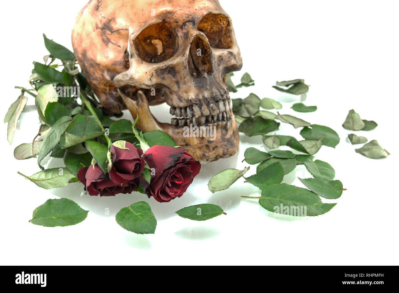Skull with and rose isolated on a white background Stock Photo - Alamy