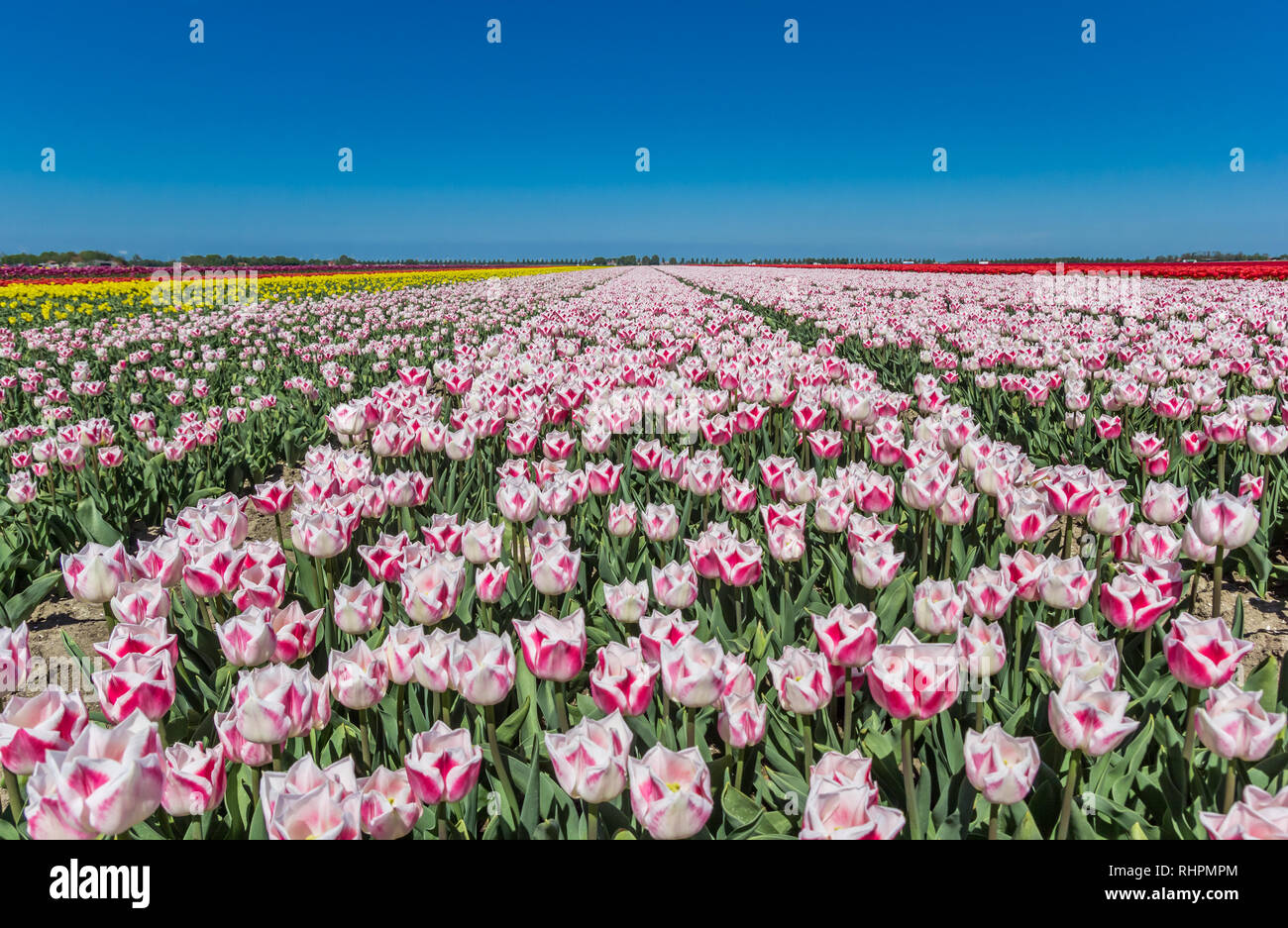 Field of pink tulips in Noordoostpolder, Holland Stock Photo - Alamy