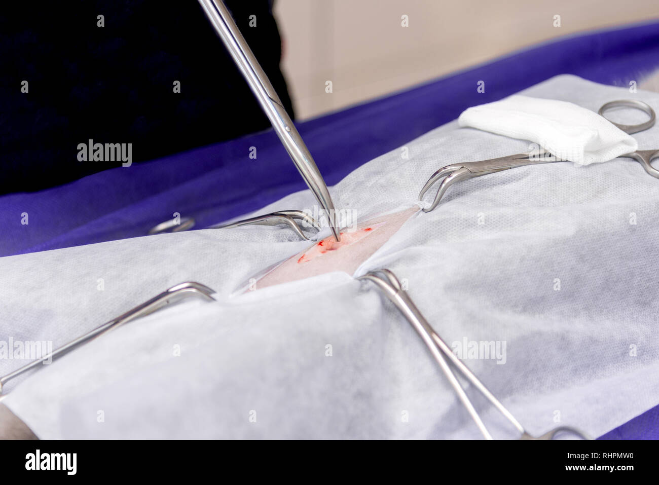 Sterilization of a cat in a veterinary clinic, a cat on an operating ...