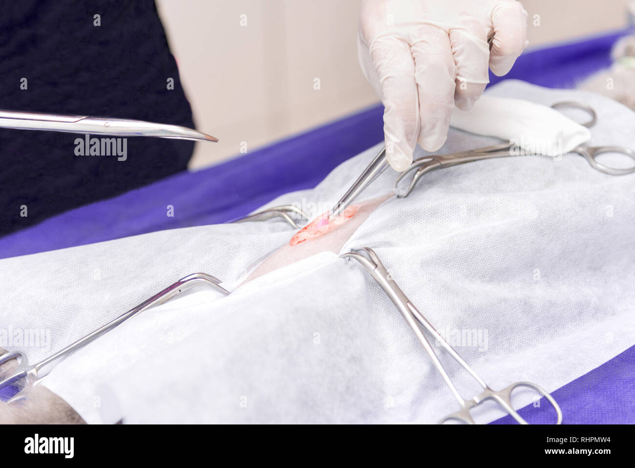 Sterilization of a cat in a veterinary clinic, a cat on an operating ...