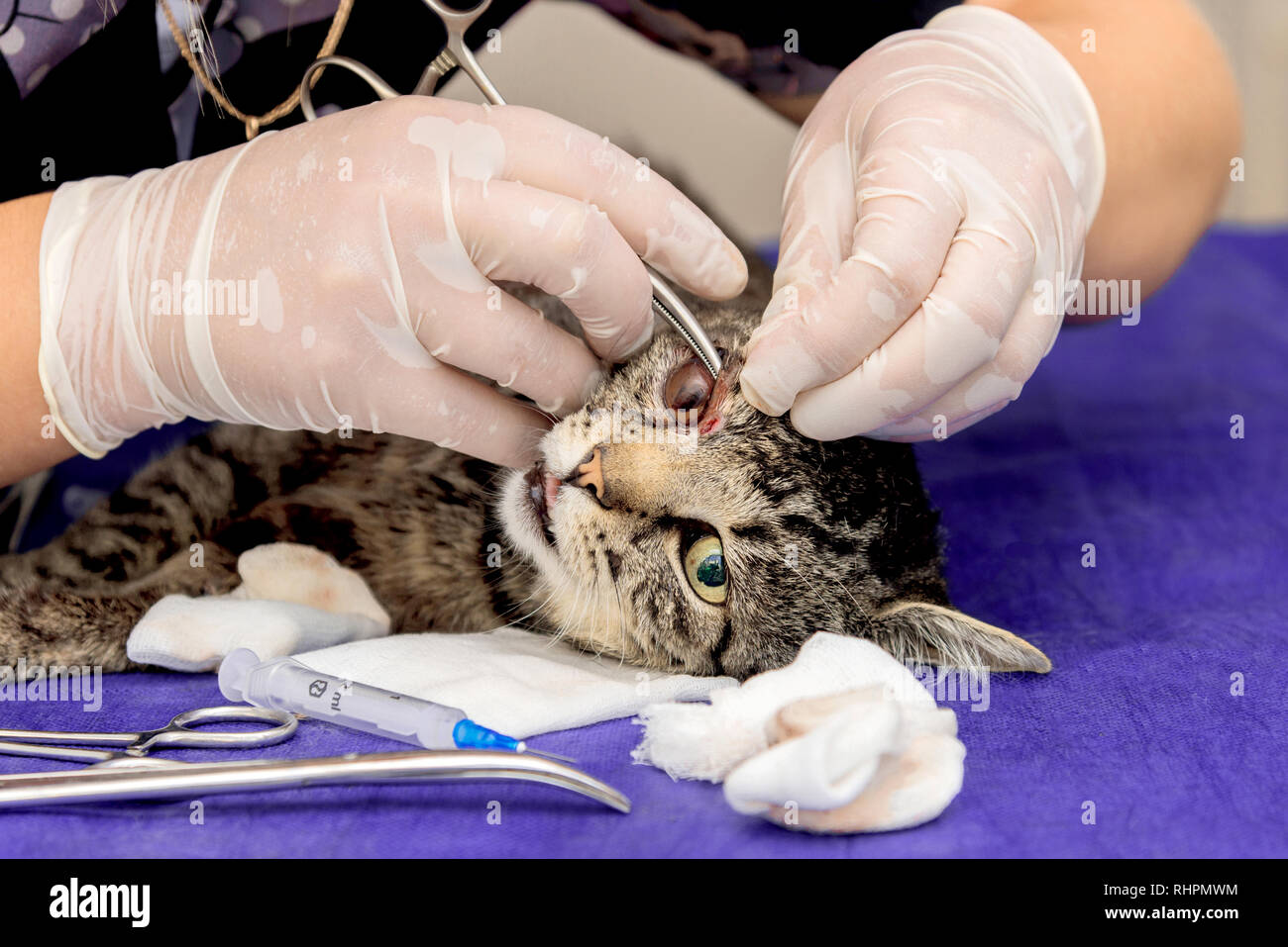 A veterinarian operates a cat's eye with surgical instruments Stock ...