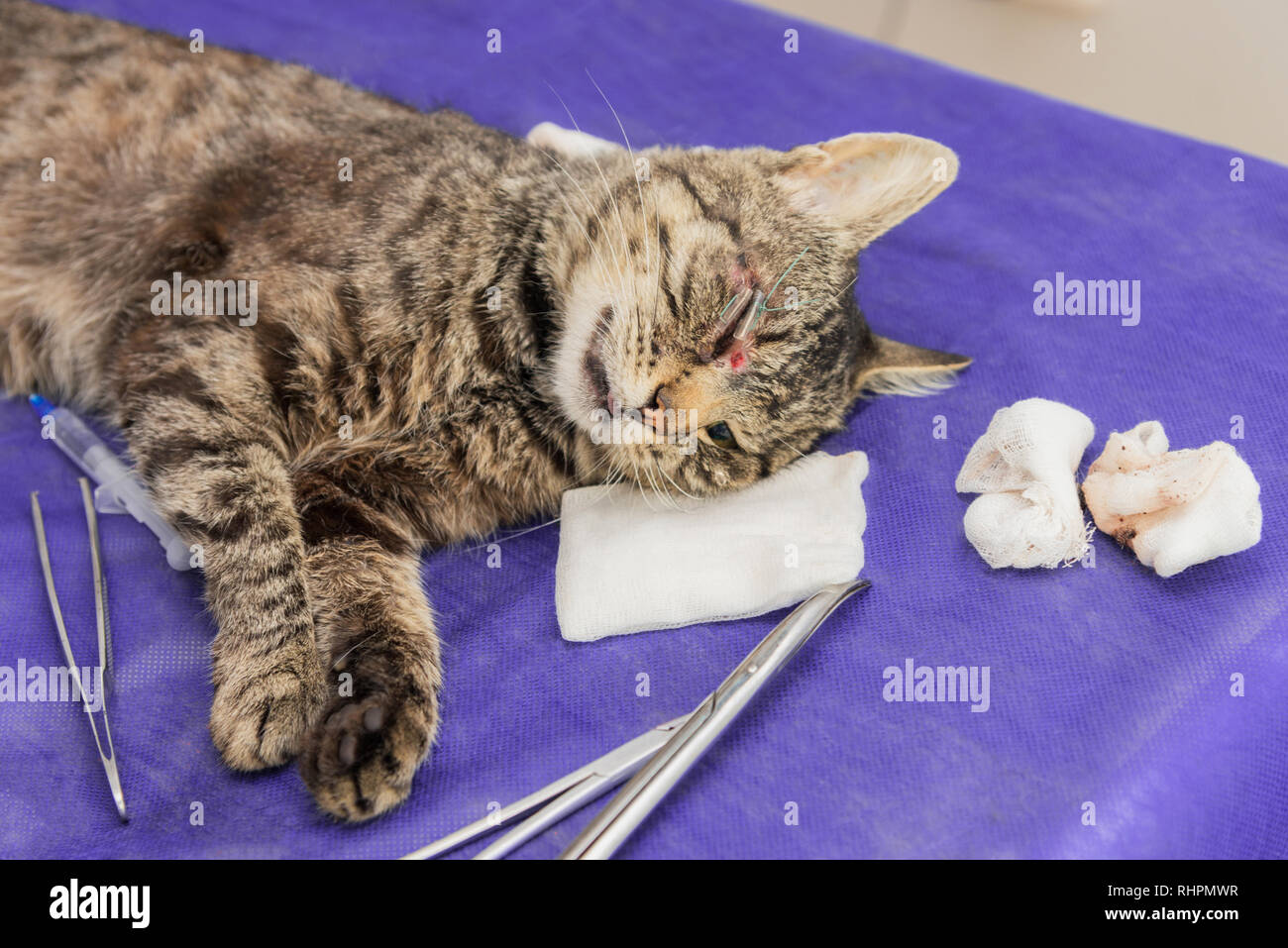 A veterinarian operates a cat's eye with surgical instruments Stock ...