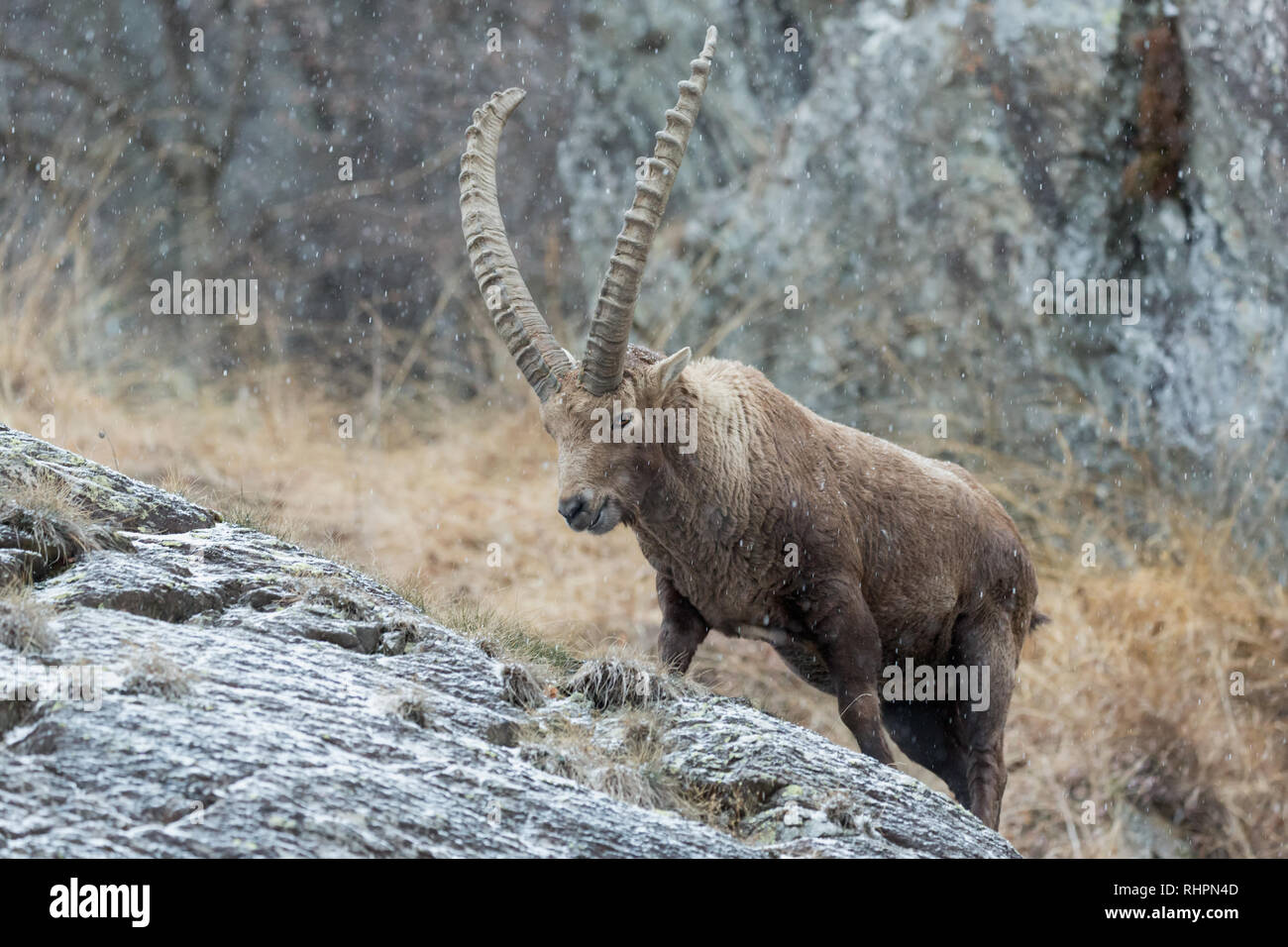 Alpine ibex in rocky regions under snowfall (Capra Ibex Stock Photo - Alamy