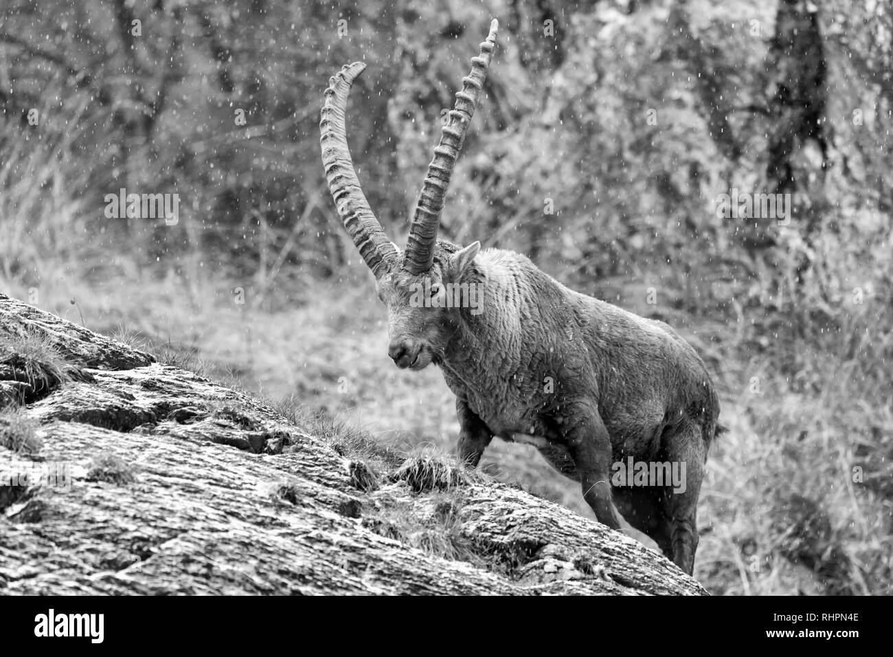 Wonderful portrait of Alpine ibex in the Alps (Capra Ibex), black and ...