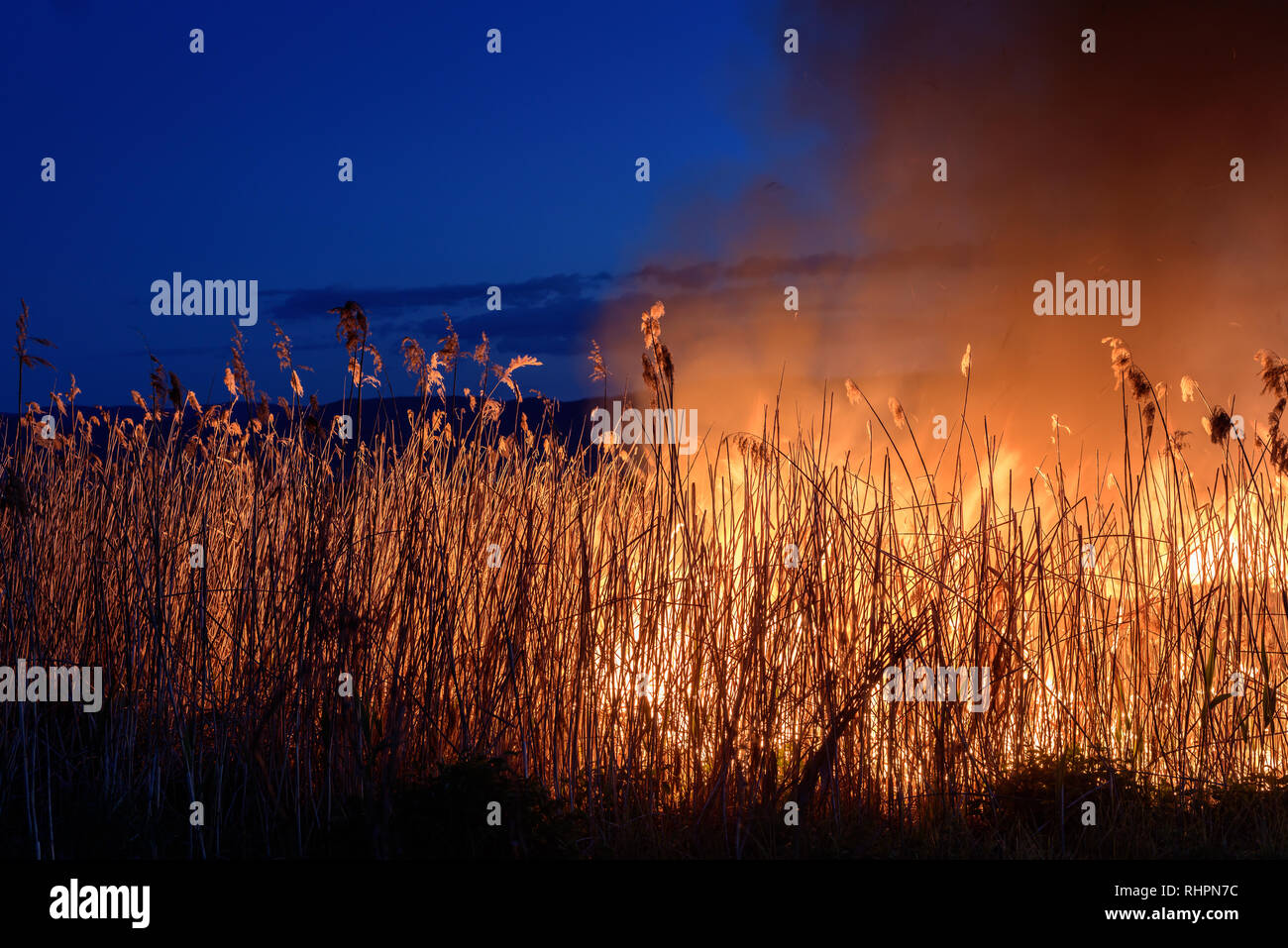 Burning fire at night on the reeds. Smoke pollution Stock Photo - Alamy