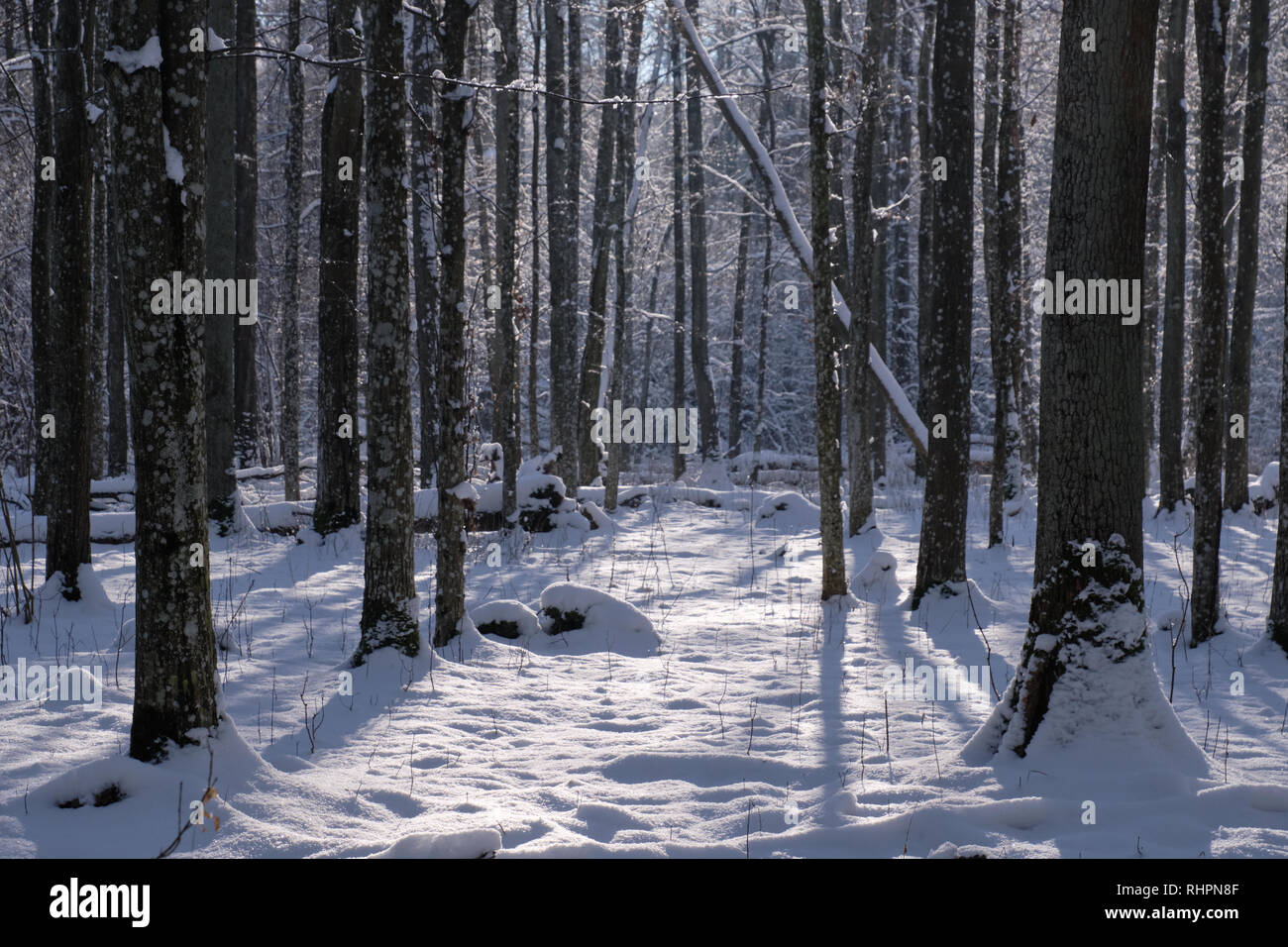 Snowfall after deciduous stand in morning with snow wrapped trees ...