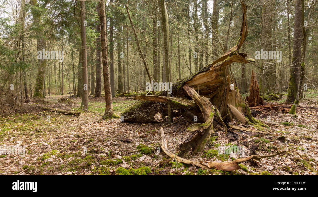 Wind storm spruce broken in spring, Bialowieza Forest, Poland, Europe ...