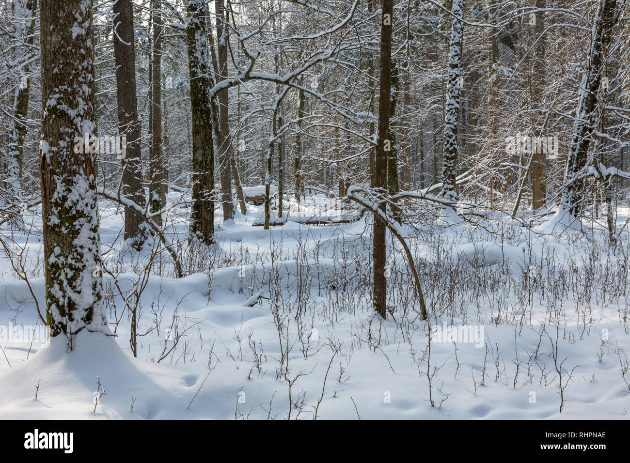 Snowfall after deciduousstand in morning with snow wrapped trees ...