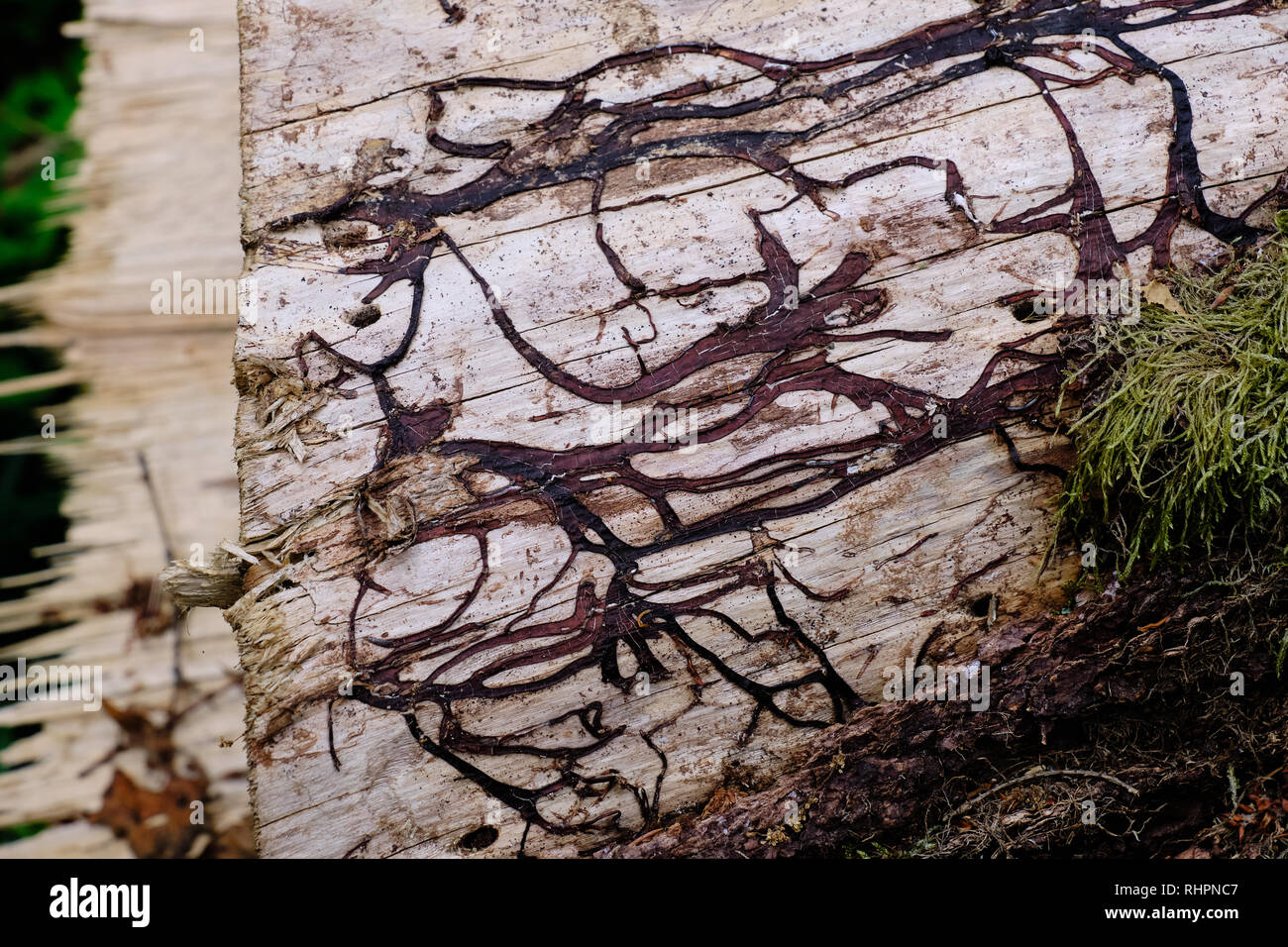 Rhizomorphs hi-res stock photography and images - Alamy