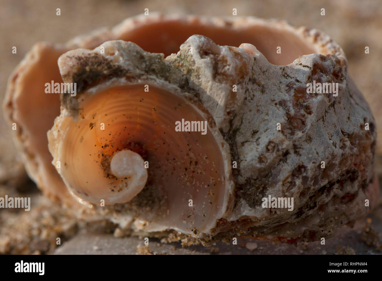 Rapan house hi-res stock photography and images - Alamy