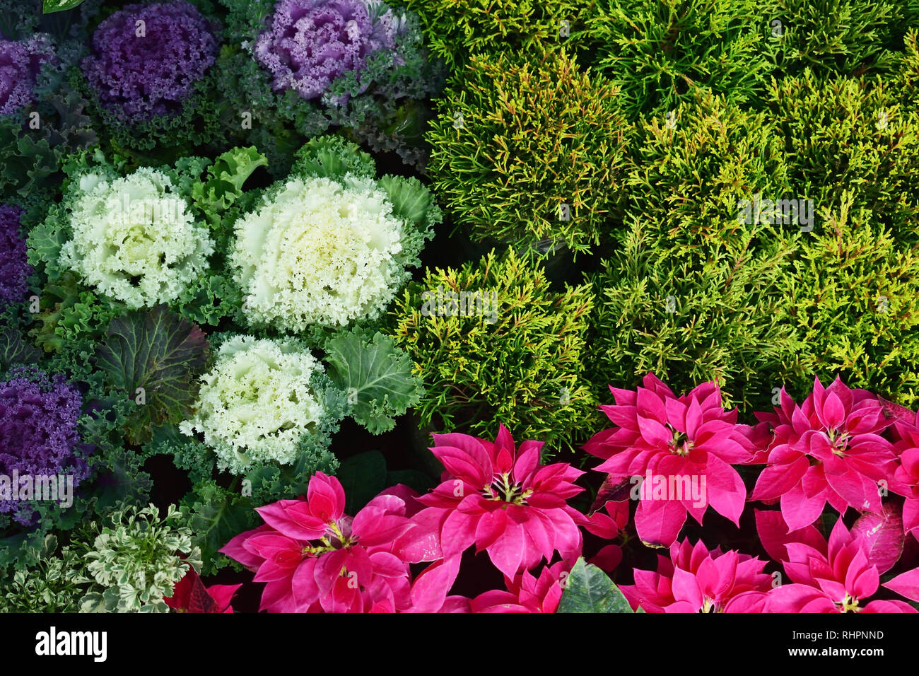 Mix color flower blooming at street flower market Stock Photo - Alamy
