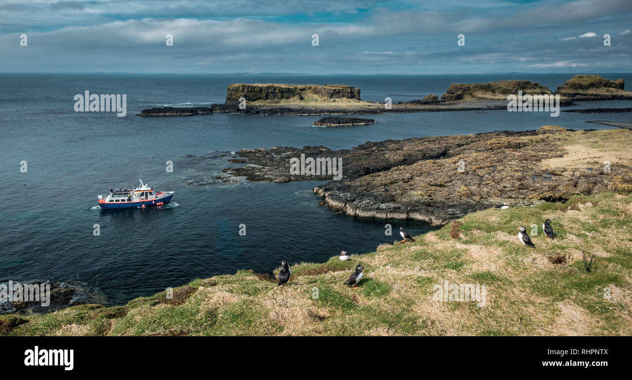 Puffins on the Scottish Island of Lunga, with tourist boat in ...
