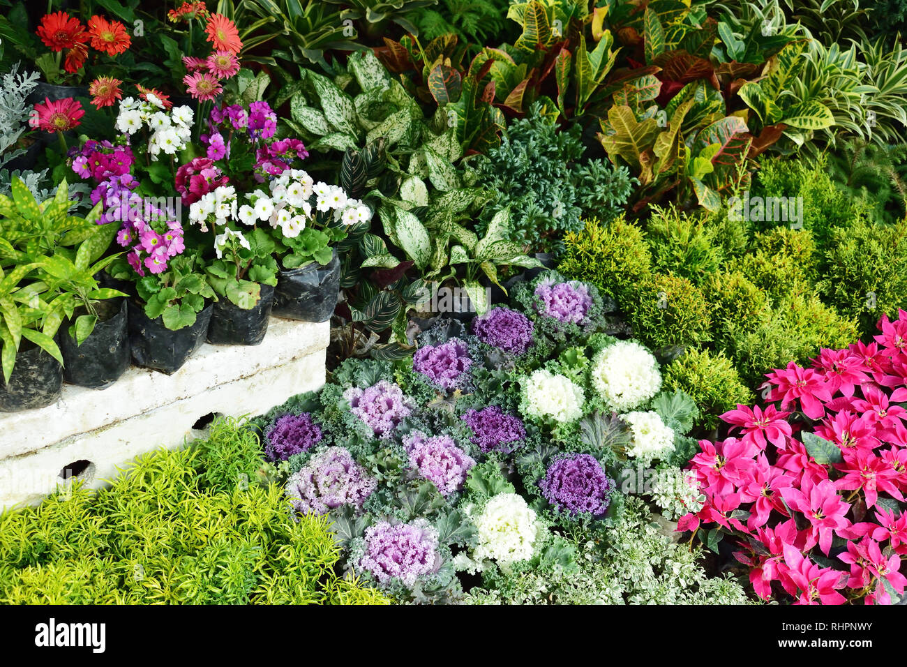Mix color flower blooming at street flower market Stock Photo - Alamy
