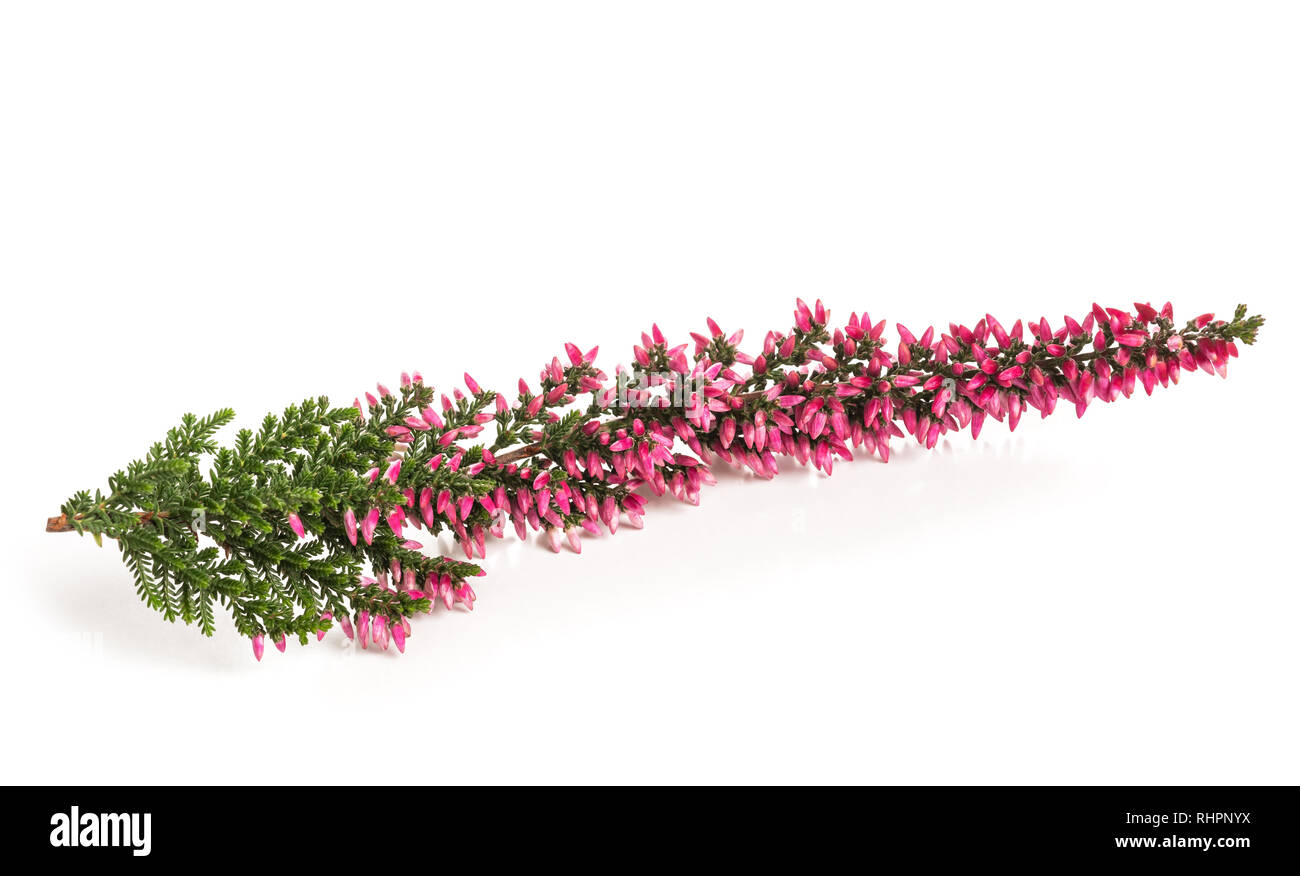 Heather sprig Cut Out Stock Images & Pictures - Alamy