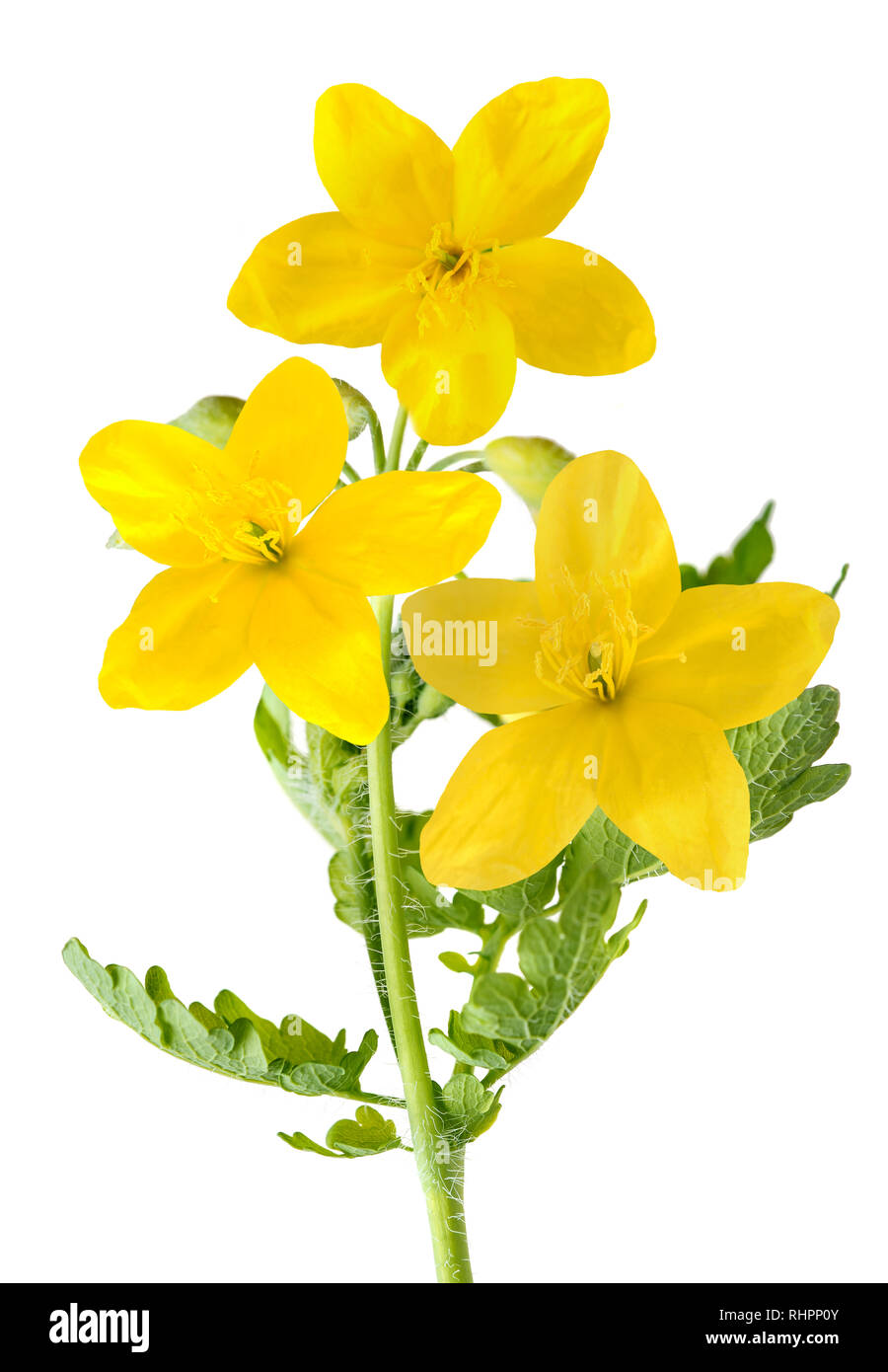 Greater celandine isolated on white background Stock Photo - Alamy
