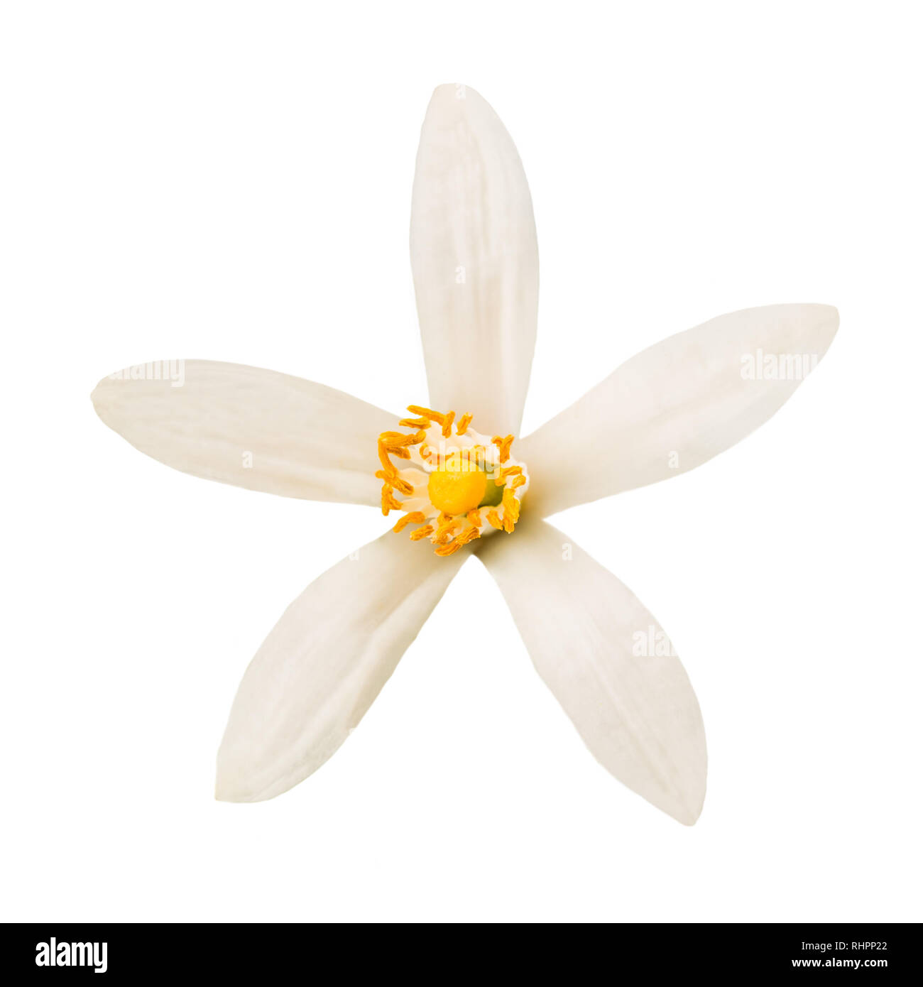 Orange Blossom With Flowers at Deborah Frias blog