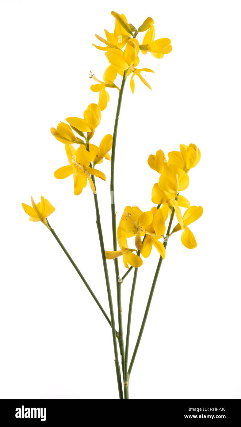 broom flowers isolated on a white background Stock Photo - Alamy