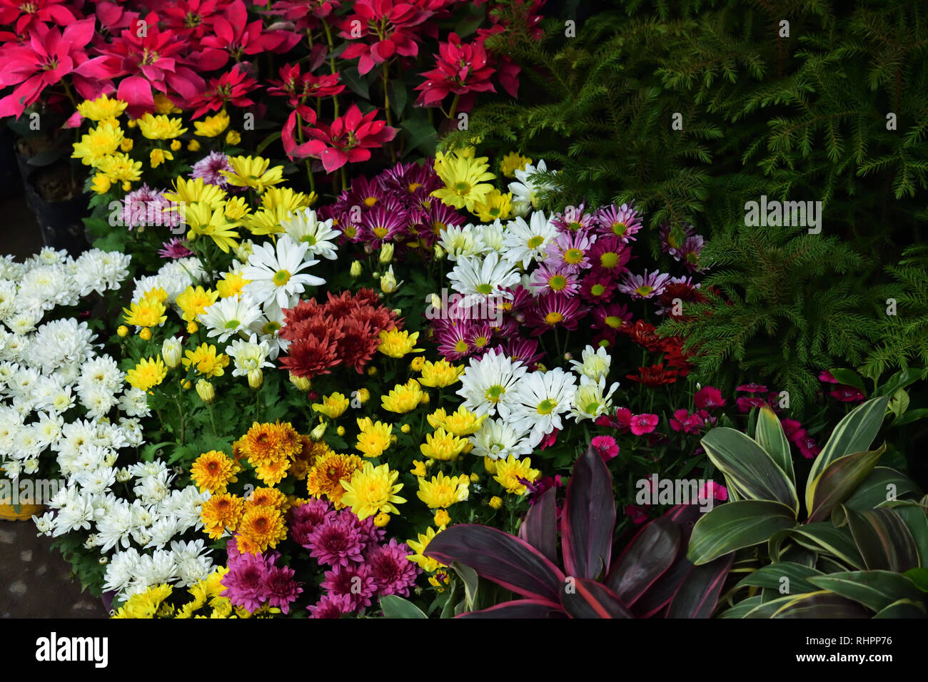 Mix color flower blooming at flower market Stock Photo - Alamy