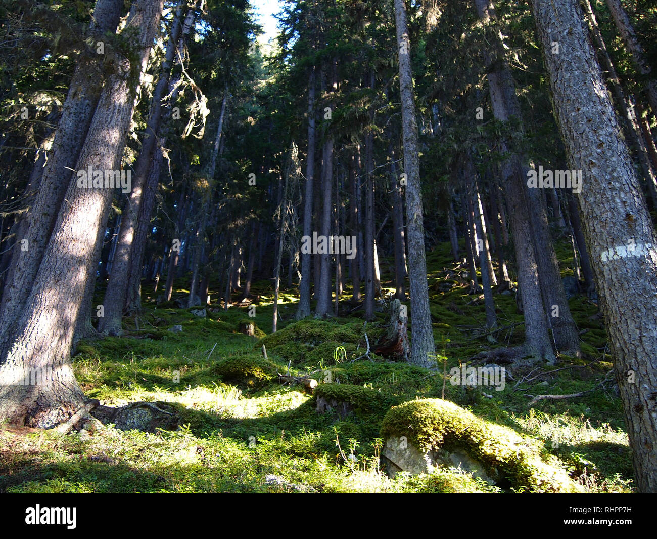 Fir tree forests of Swiss National Park, Switzerland, in summertime ...