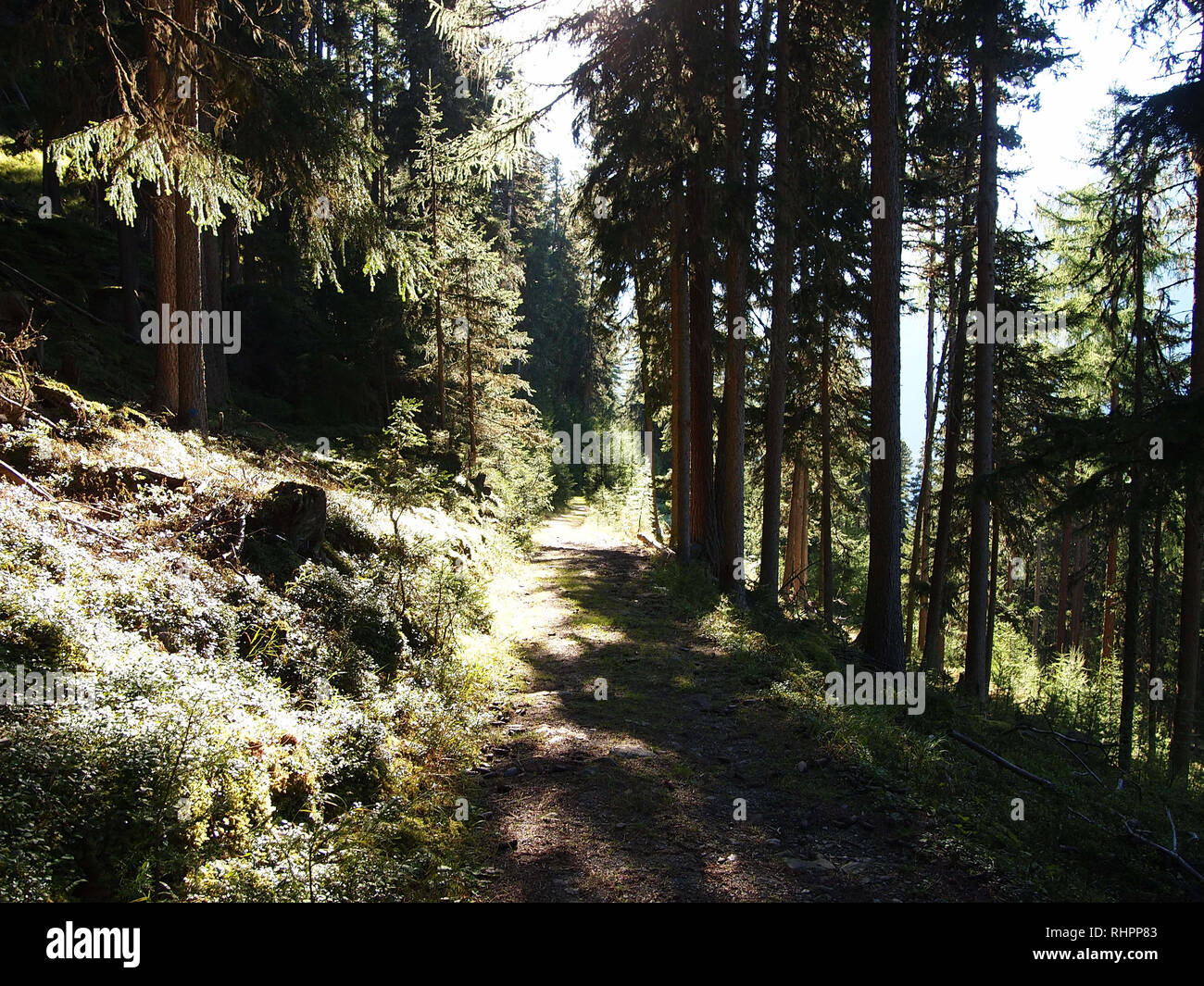 Fir tree forests of Swiss National Park, Switzerland, in summertime ...