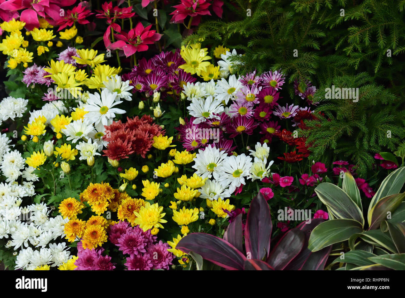 Mix color flower blooming at flower market Stock Photo - Alamy