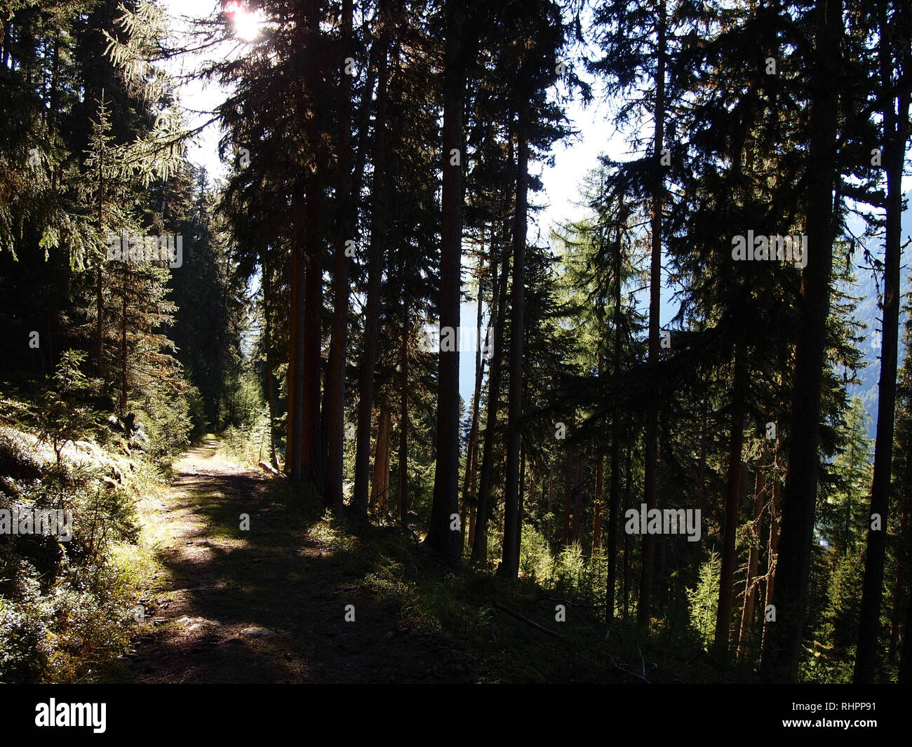Fir tree forests of Swiss National Park, Switzerland, in summertime ...
