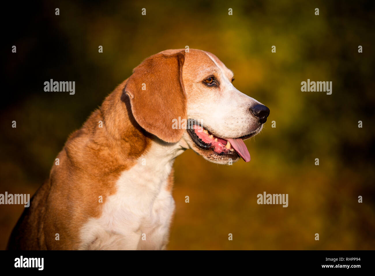 Portrait of a beagle dog in autumnal light Stock Photo - Alamy