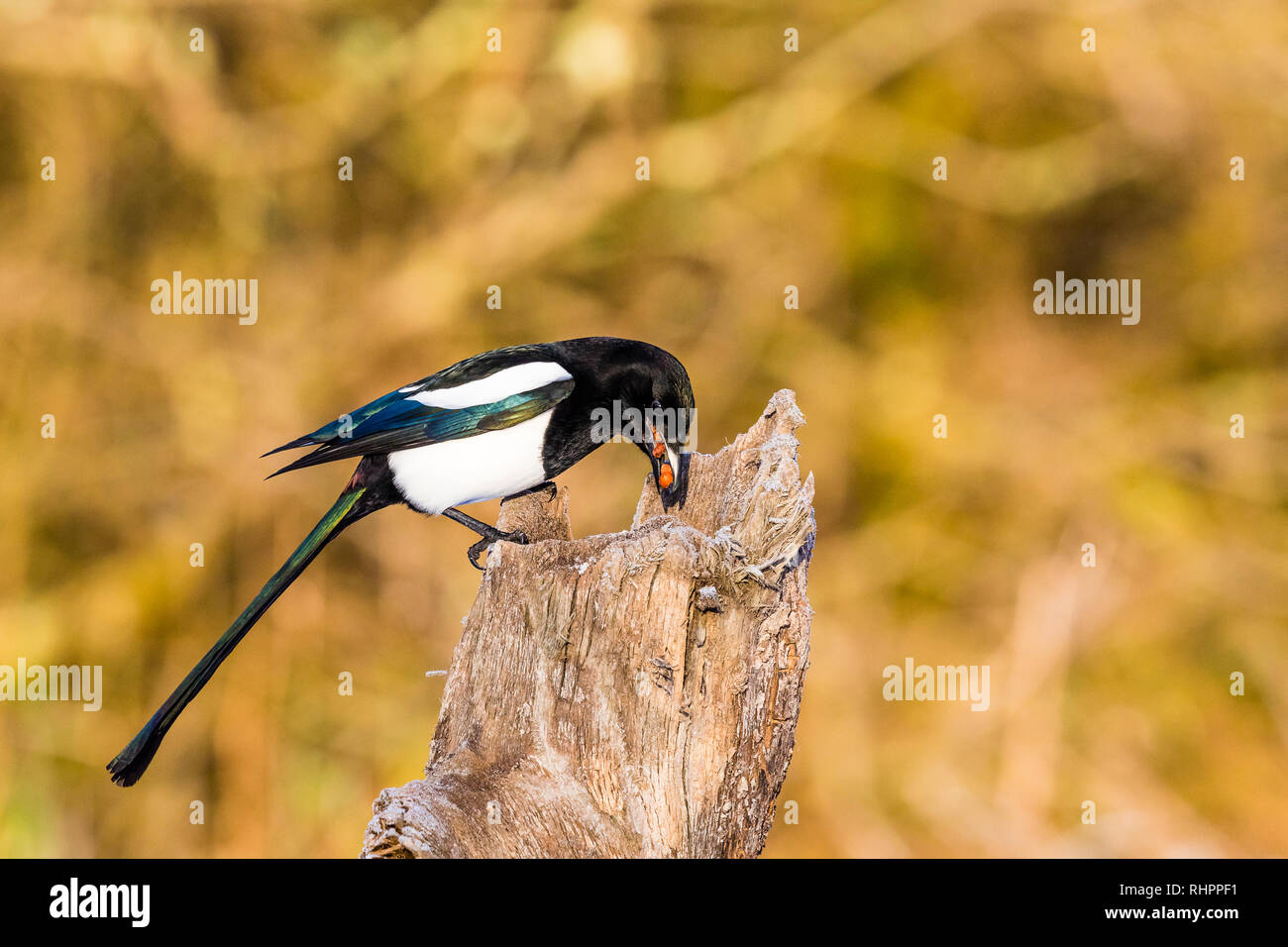 Magpie in mid Wales during Winter Stock Photo - Alamy