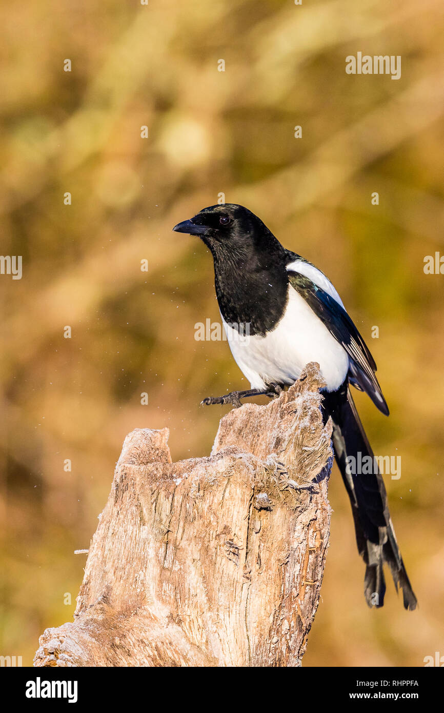 Magpie in mid Wales during Winter Stock Photo - Alamy