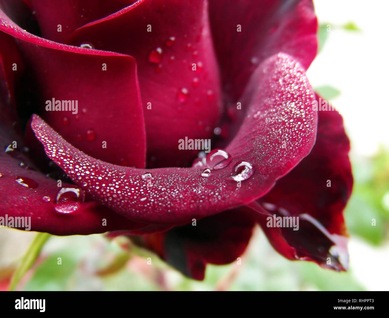 Big Dark Red Rose Drop Water Detail Stock Photo - Alamy