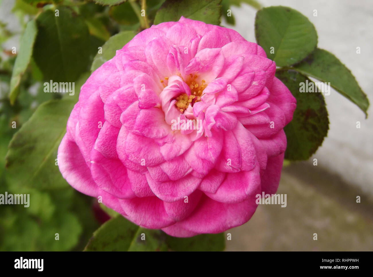Classic blue color square seamless background Stock Photo - Alamy