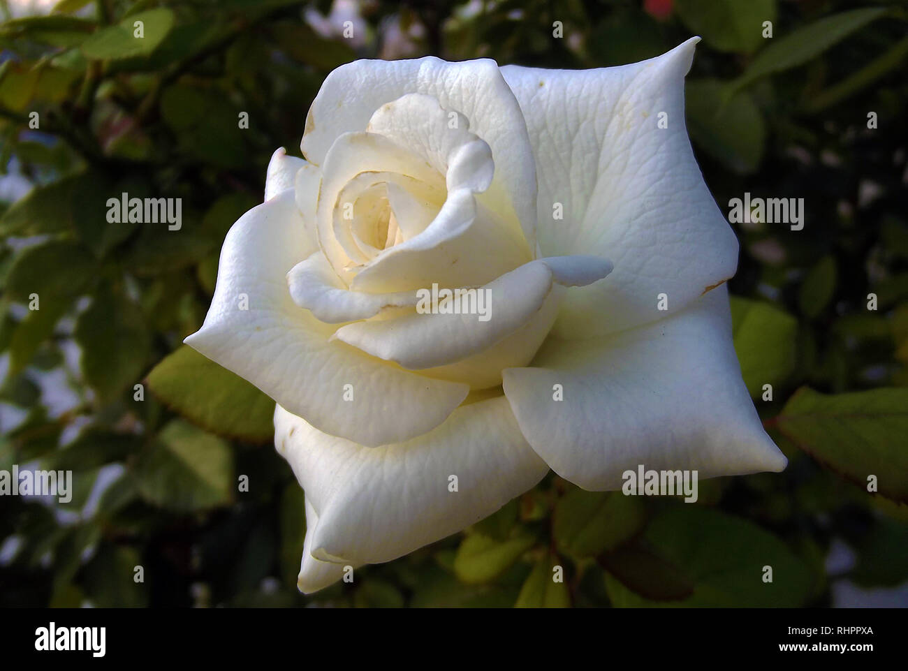 White Big Rose Stock Photo - Alamy