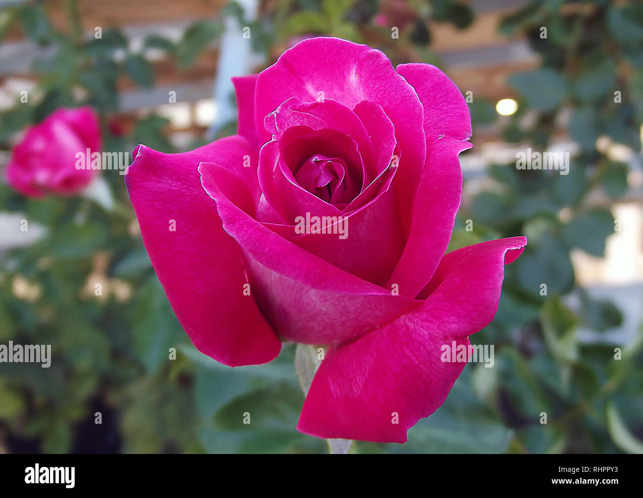 Dark pink rose hi-res stock photography and images - Alamy
