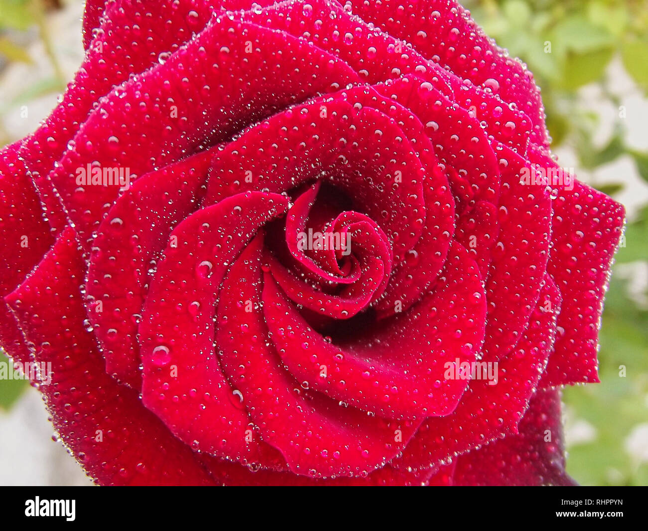 Big Red Rose Drop Water Detail Stock Photo - Alamy