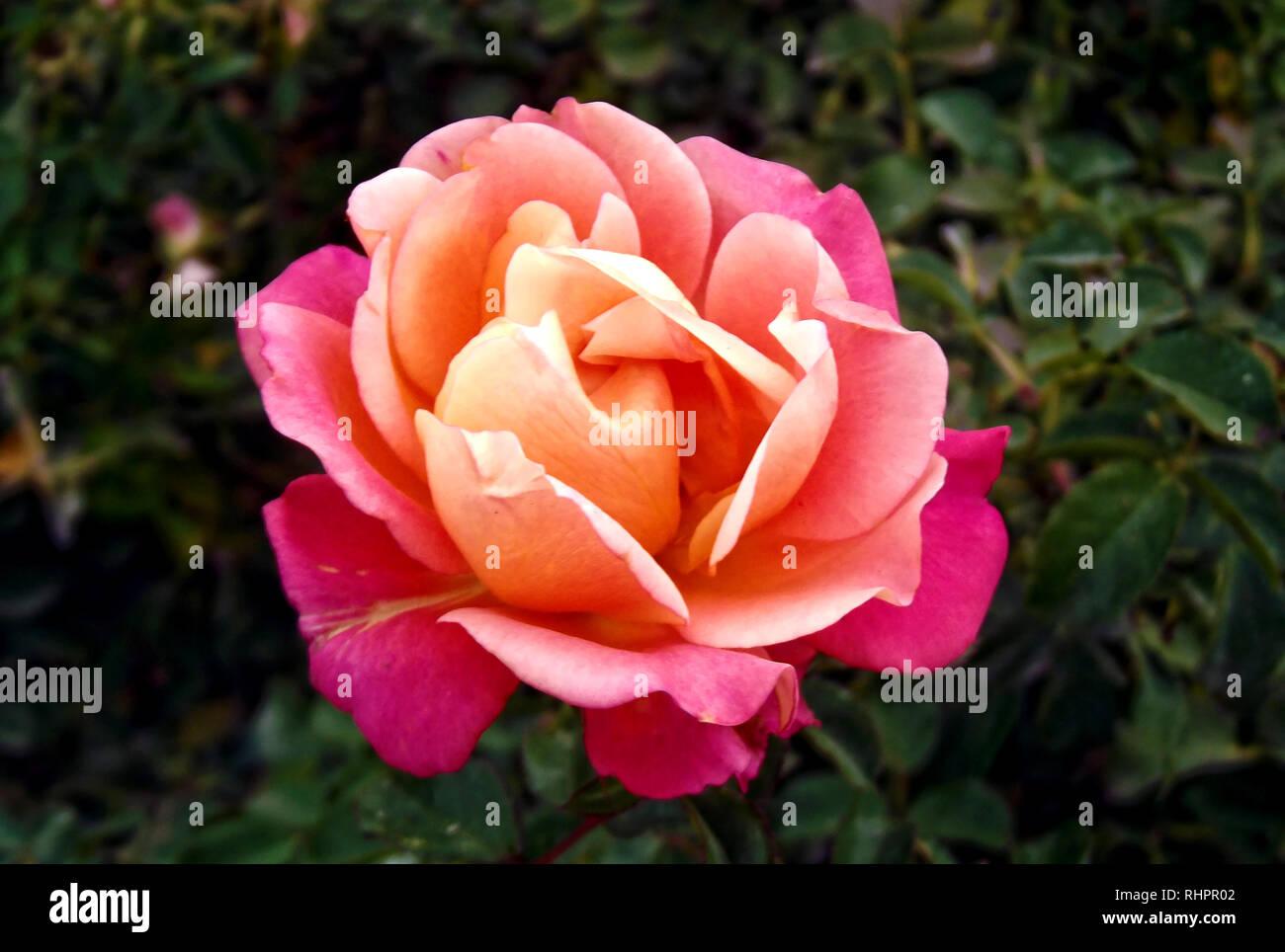 Mixed color roses hi-res stock photography and images - Alamy