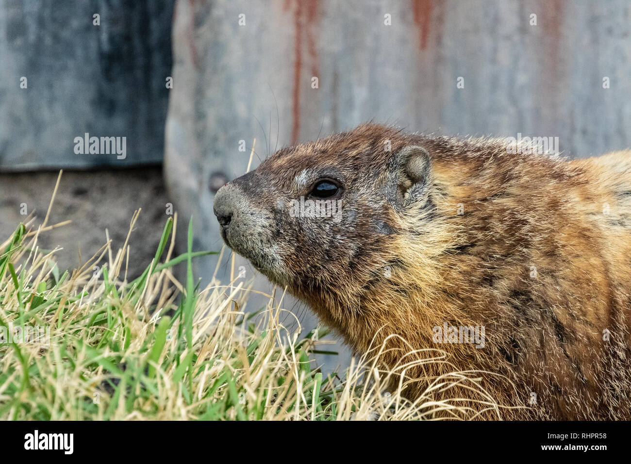 Yellow-bellied Marmot on Miller Island in the Klamath Basin of ...
