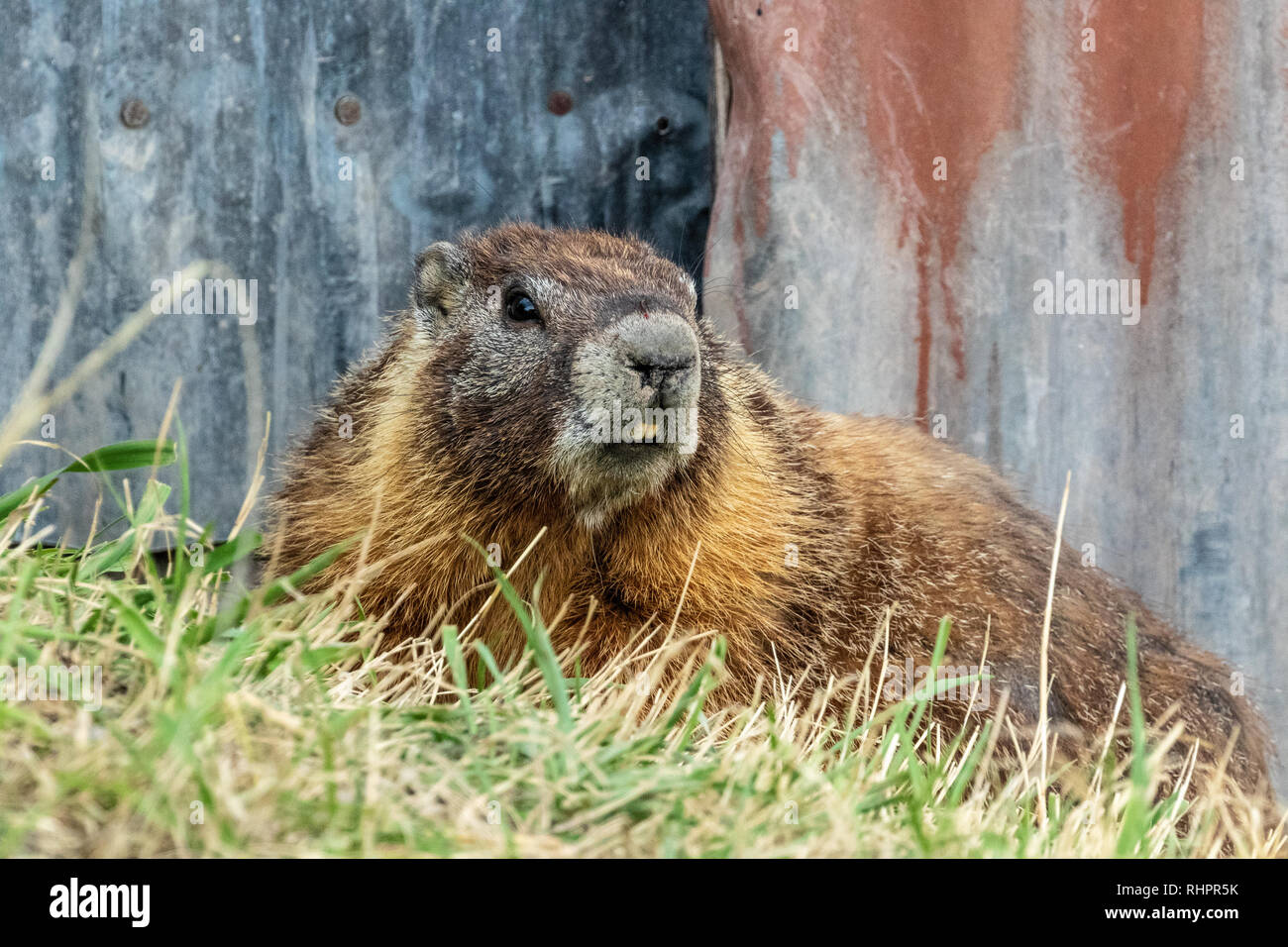 Yellow-bellied Marmot on Miller Island in the Klamath Basin of ...