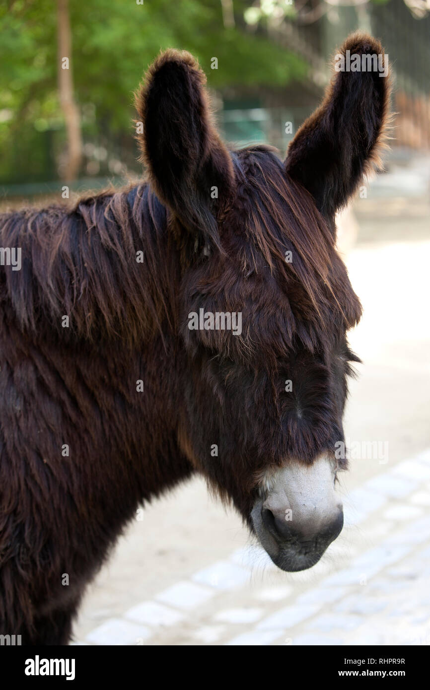 Donkey face hi-res stock photography and images - Alamy