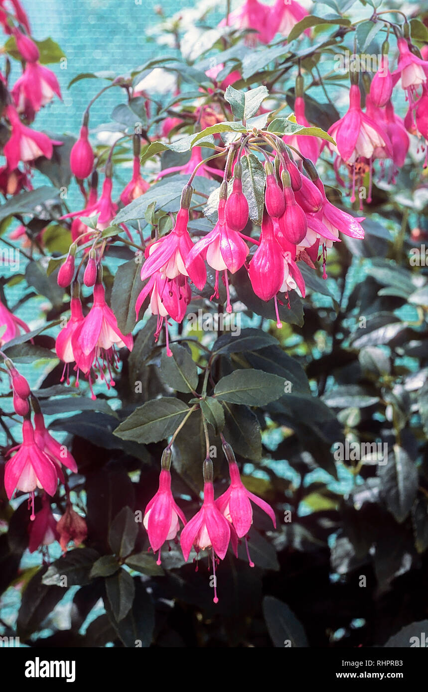 Fuchsia Lady Thumb is a deciduous bush fuchsia that flowers in summer ...