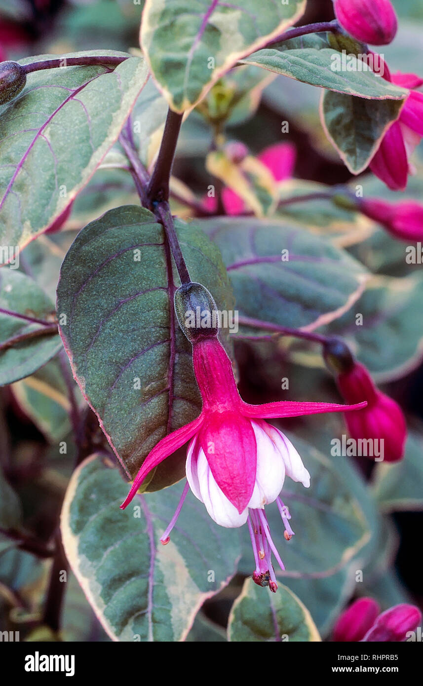 Fuchsia Rosecroft Beauty is a deciduous bush fuchsia that flowers in ...