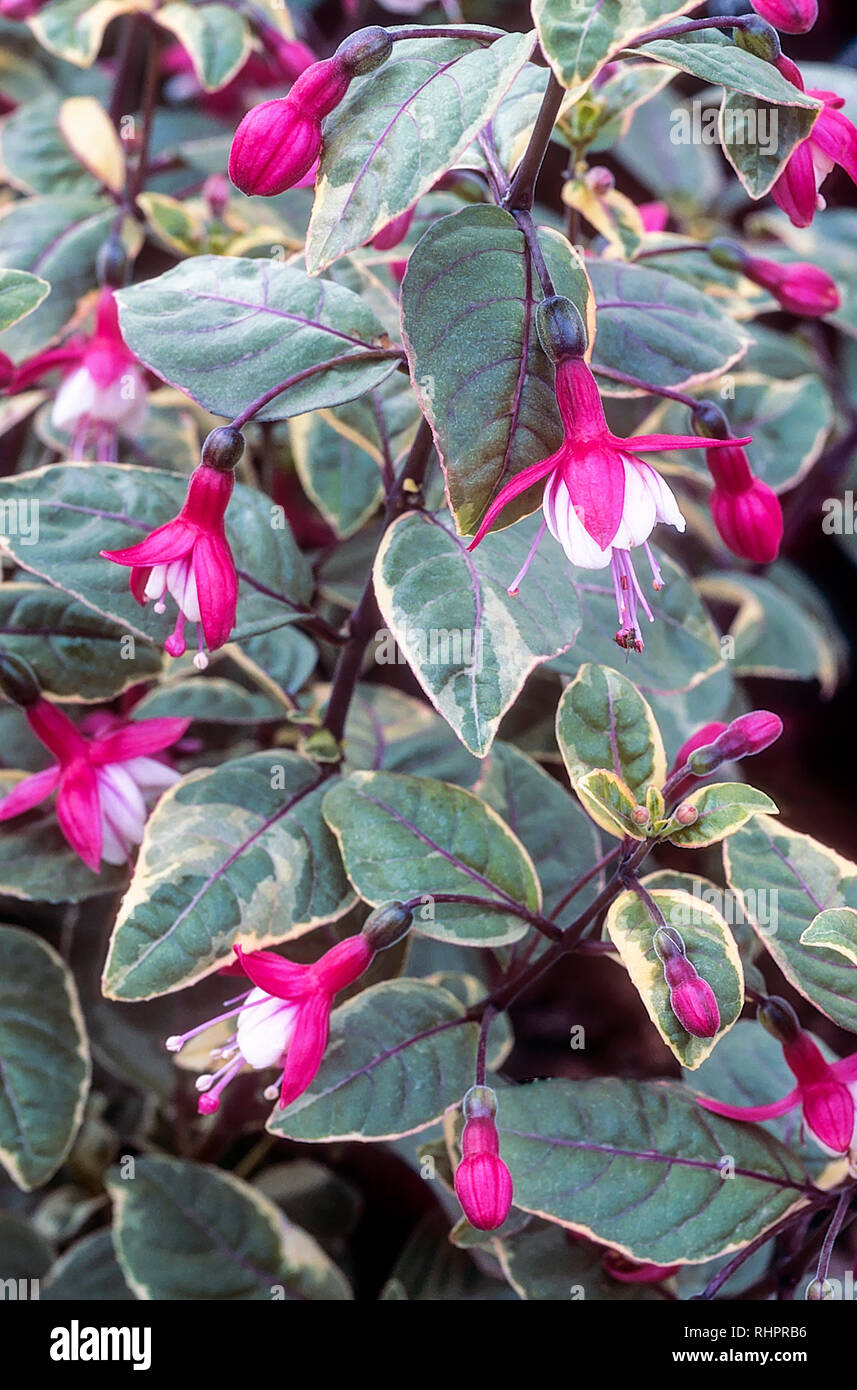Fuchsia Rosecroft Beauty is a deciduous bush fuchsia that flowers in ...